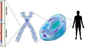 Genetic carrier testing - Austin Fertility & Reproductive Medicine